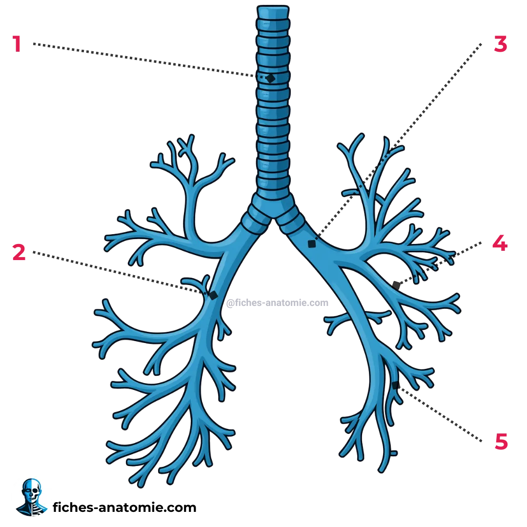Arbre bronchique : schéma, bronches souches, lobaires et segmentaires ...