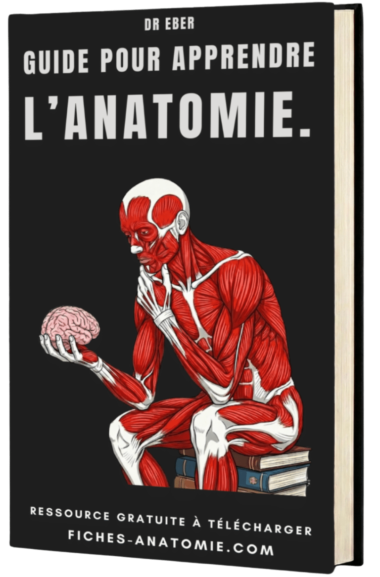 Muscle vaste externe [Anatomie] - fiches-anatomie.com