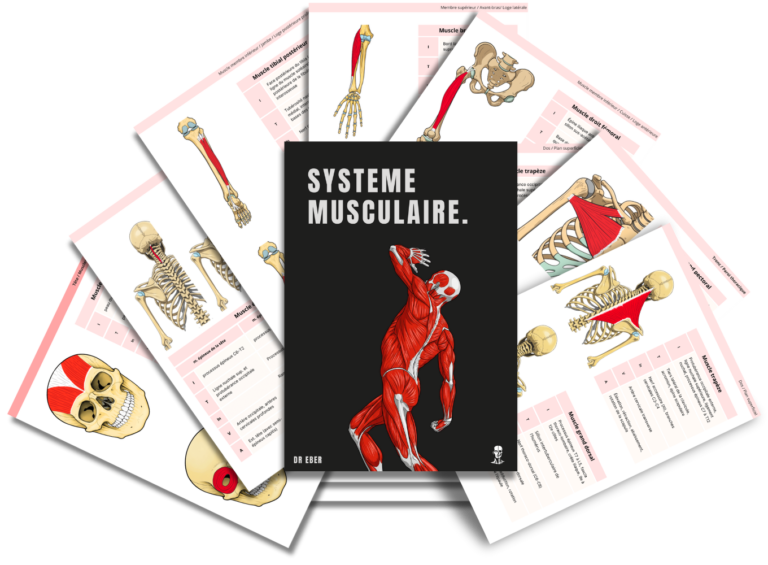 Muscle vaste externe [Anatomie] - fiches-anatomie.com